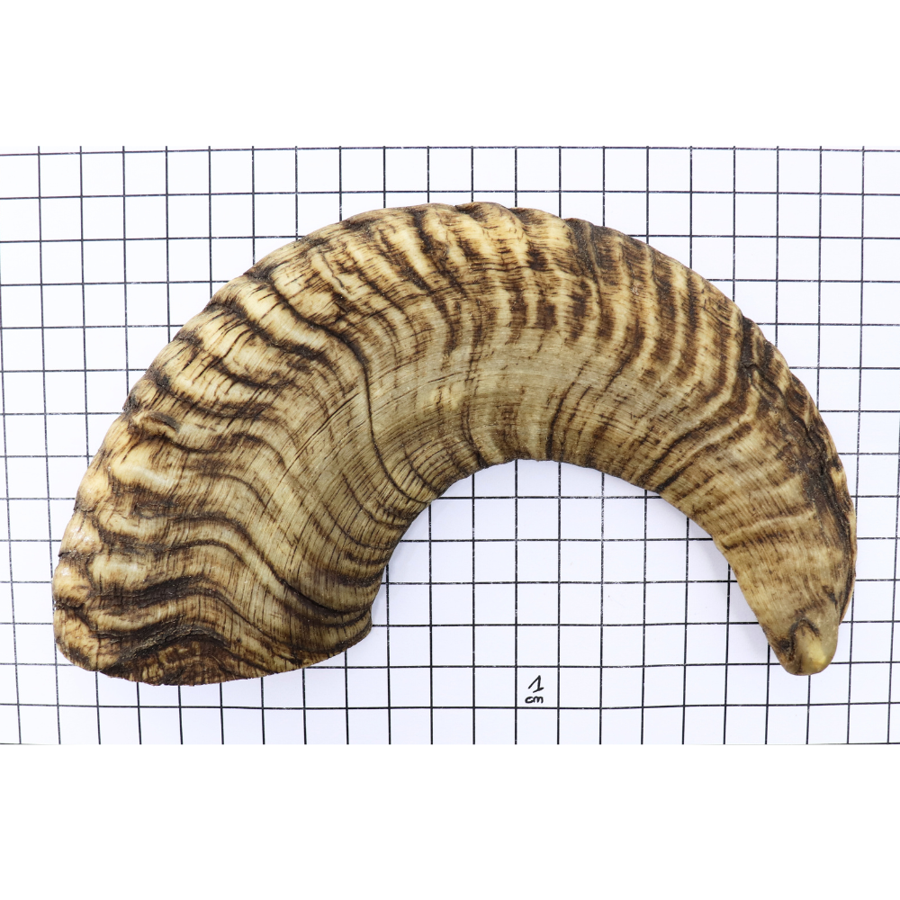 Pointe de Bélier aplatie - Muzard SARL