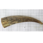 Pointe de corne de Zébu - Muzard SARL