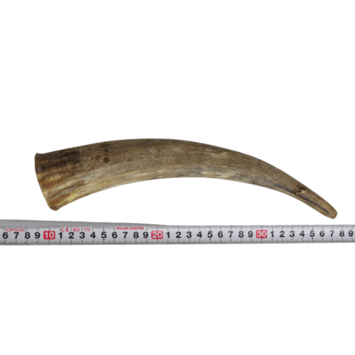 1 kg Pointes de corne zébu - Muzard SARL